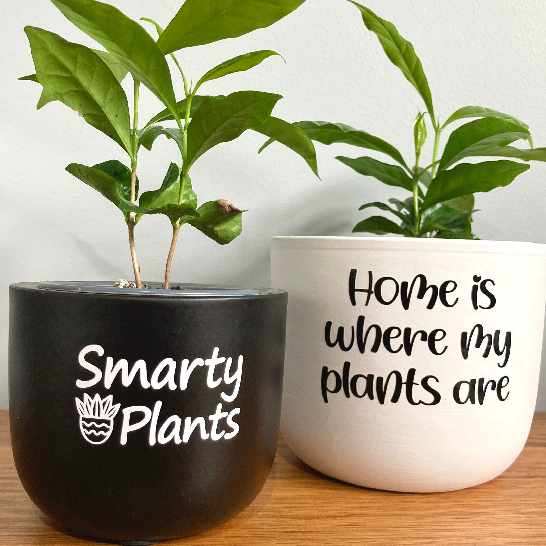 Pot Plant Decal Puns DIY Affirmations Gift Pot - Etsy