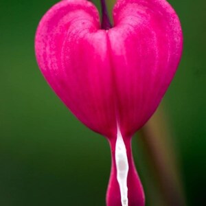 100+ Pink Bleeding Heart Seeds, Lamprocapnos Spectabilis, Dicentra ...