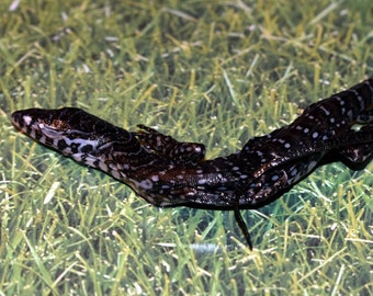 Lizard Wet Specimen | Etsy