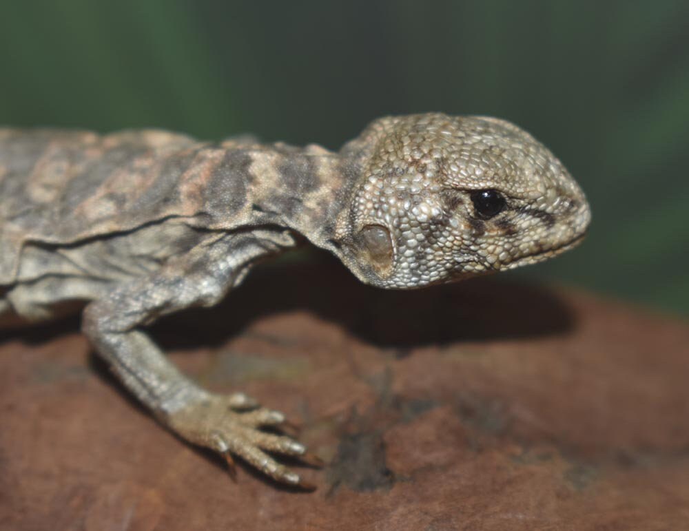 Real Freeze-dried Taxidermy Lifelike Small 5 Inch Uromastyx Spiny ...