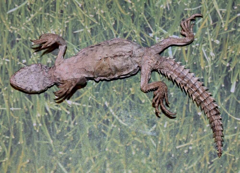 Real Freeze-dried Taxidermy Lifelike Small 5 Inch Uromastyx Spiny ...