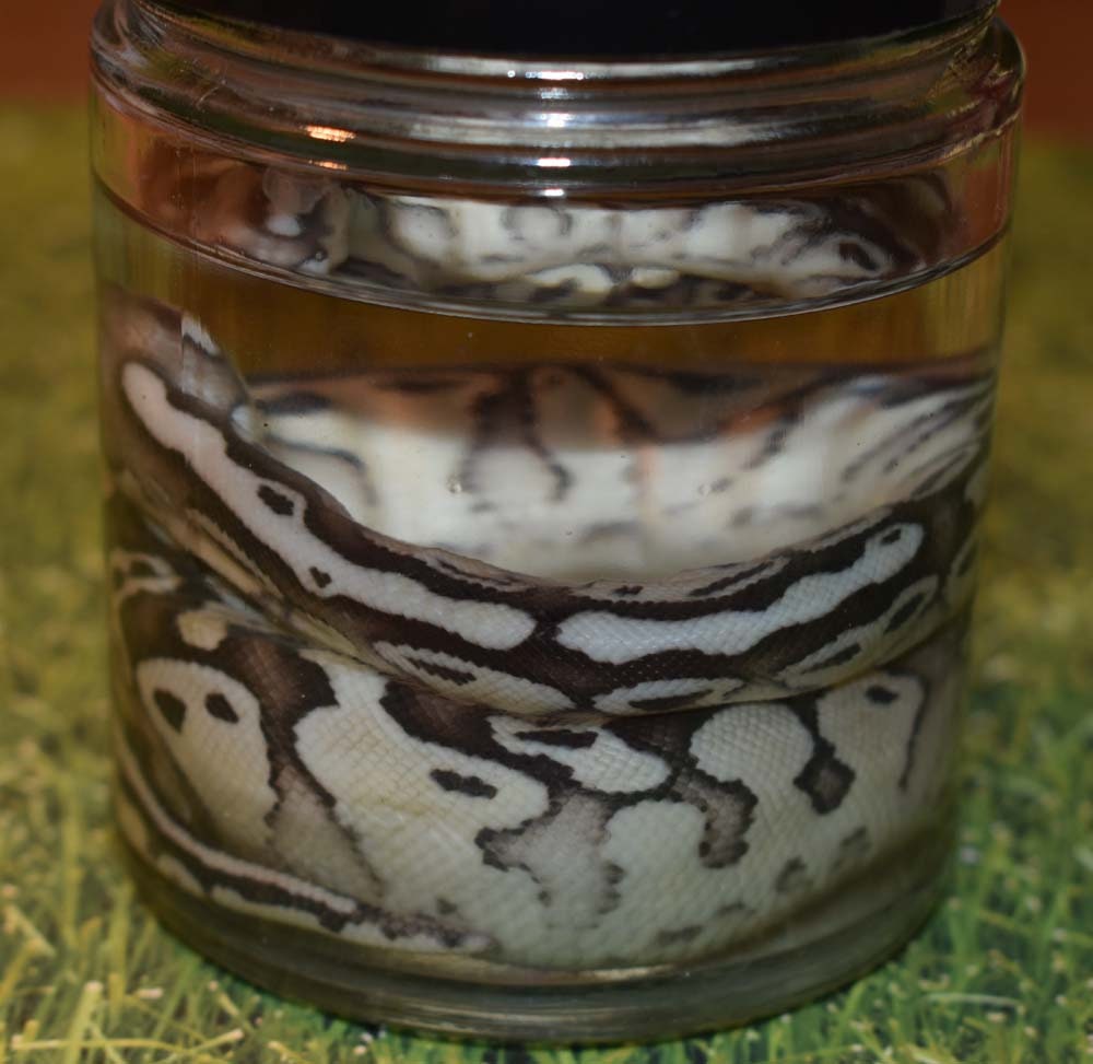 Real Taxidermy Wet Specimen Pastel Morph Ball Python Snake - Etsy