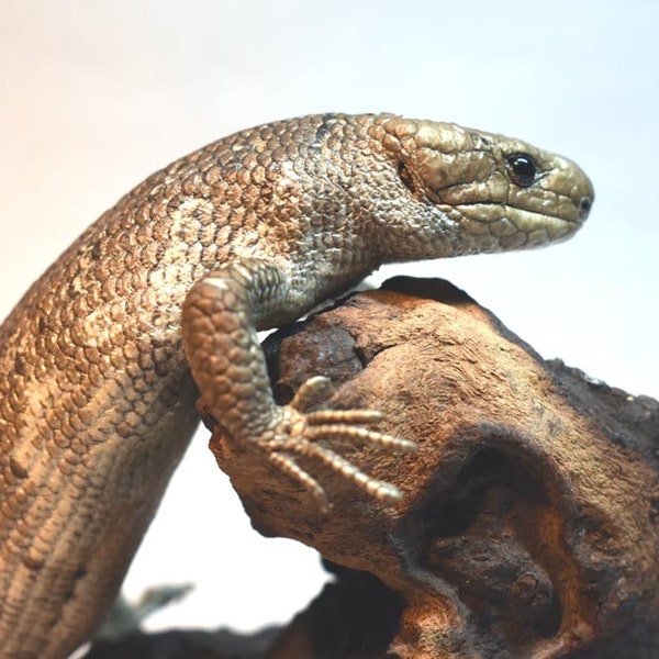 Skink - Etsy