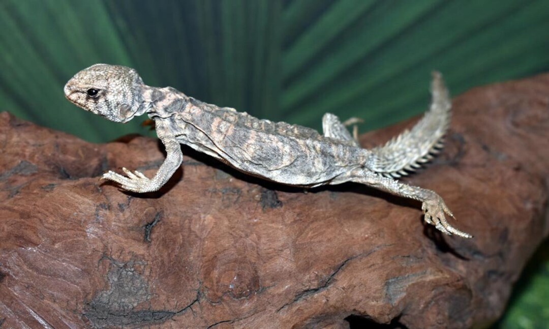 Real Freeze-dried Taxidermy Lifelike Small 5 Inch Uromastyx Spiny ...