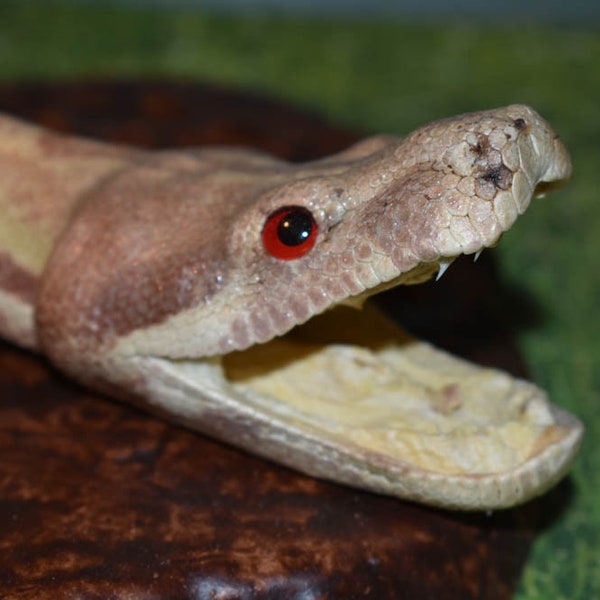 Boa Constrictor - Etsy