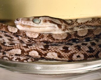 Preserved Snake in Jar - Etsy