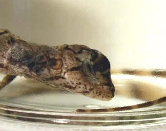 Real Taxidermy Preserved Wet Specimen Nile Monitor Lizard Reptile #1 ...