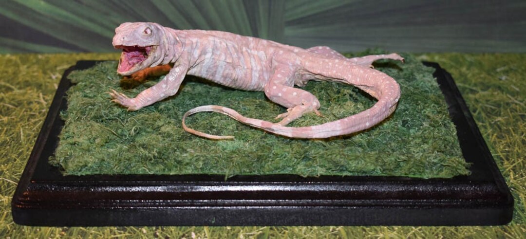 Beautiful Quality Real Taxidermy RARE Albino Argentine Tegu Lizard on ...