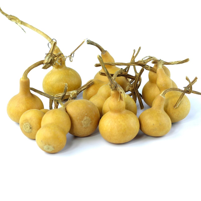 Dried Gourds - Etsy