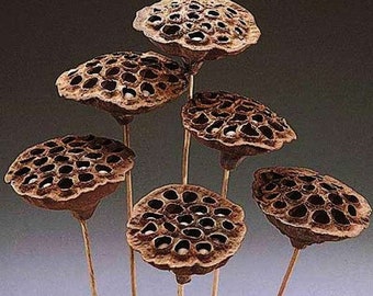 Dried Preserved Natural Lotus Pod Head Dried Flower Floral Design Boho ...