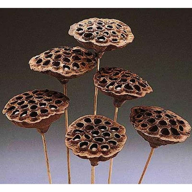 Dried Seed Pods - Etsy