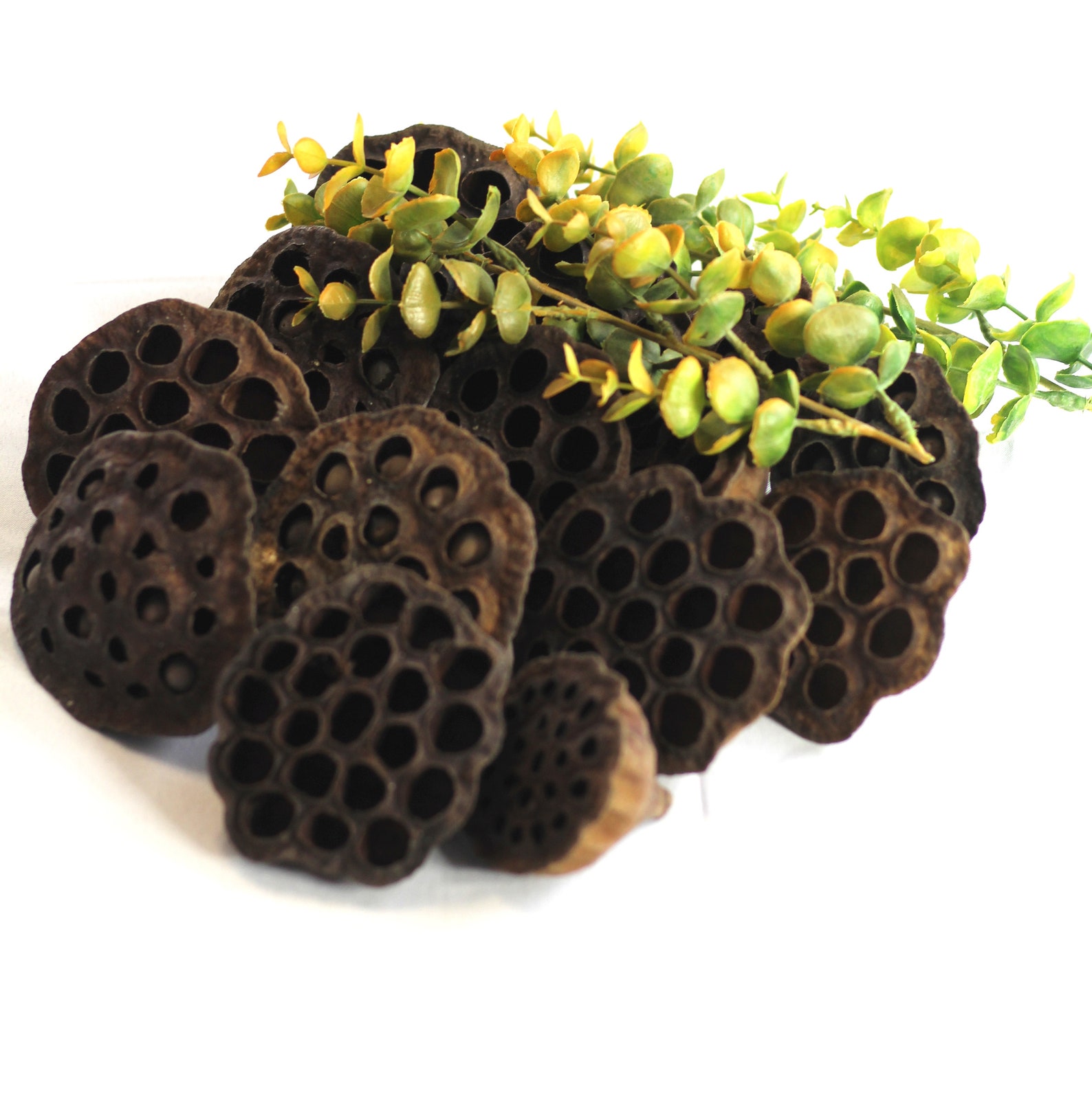 Lotus Pod Head Sets of 12 Head - Etsy
