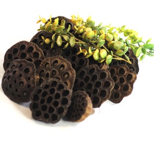 Lotus Pod Head - Sets of 12 Head - Etsy