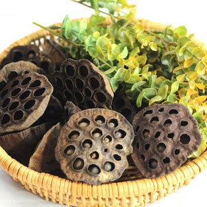 Lotus Pod Head - Sets of 12 Head - Etsy