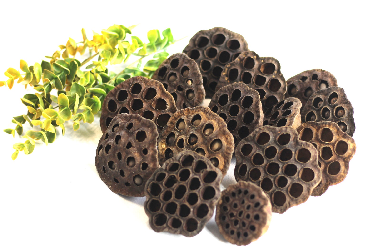 Lotus Pod Head Sets of 12 Head - Etsy