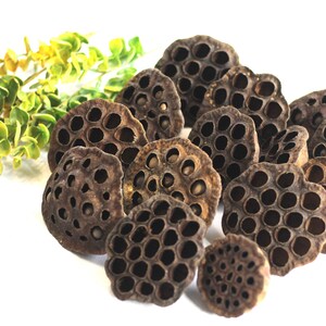 Lotus Pod Head - Sets of 12 Head - Etsy