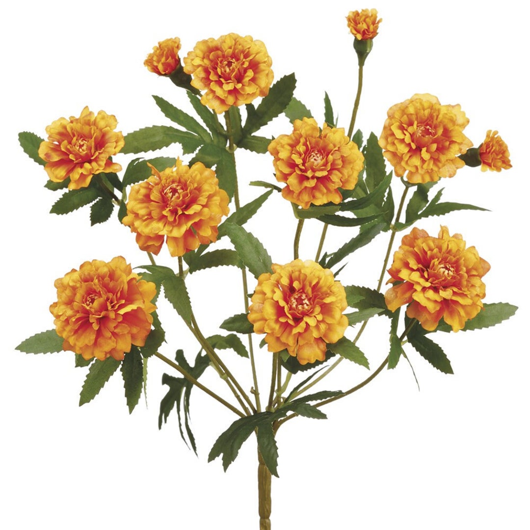 Marigold Bush 15'' Tall - Etsy