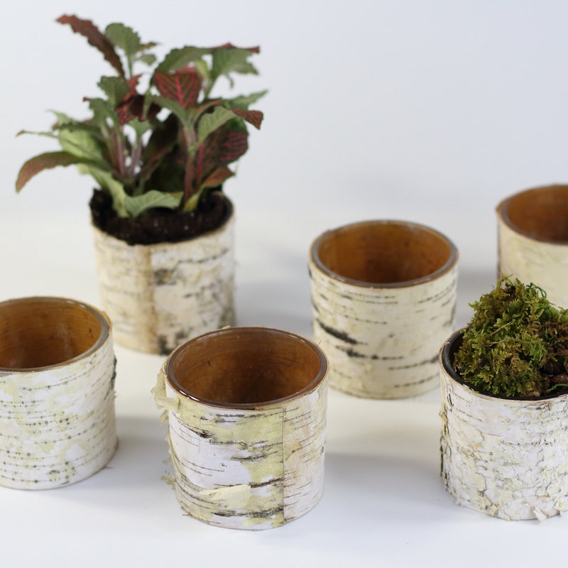 Birch Bark Vase - Etsy