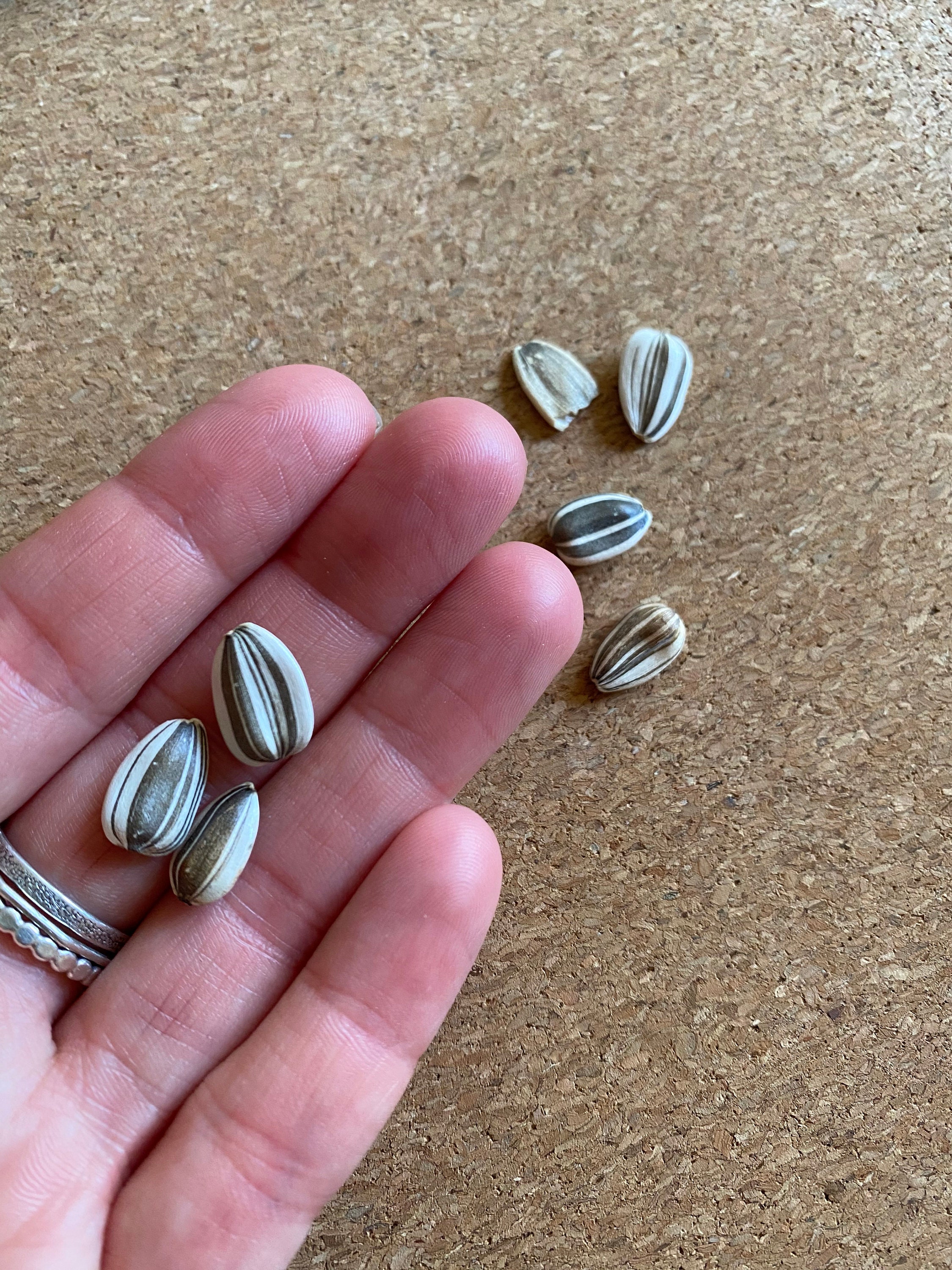 Heirloom Giant Grey Sunflower Seeds - Etsy