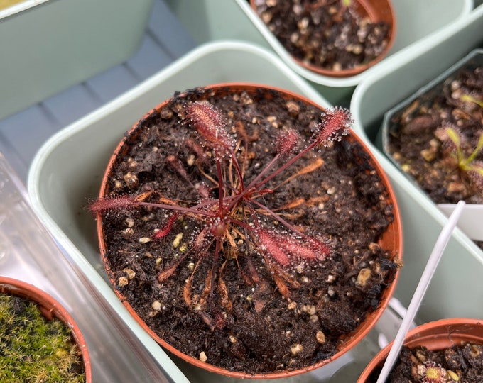 Drosera Capensis RED, Carnivorous Cape Sundew Plant, Bare Root - Etsy