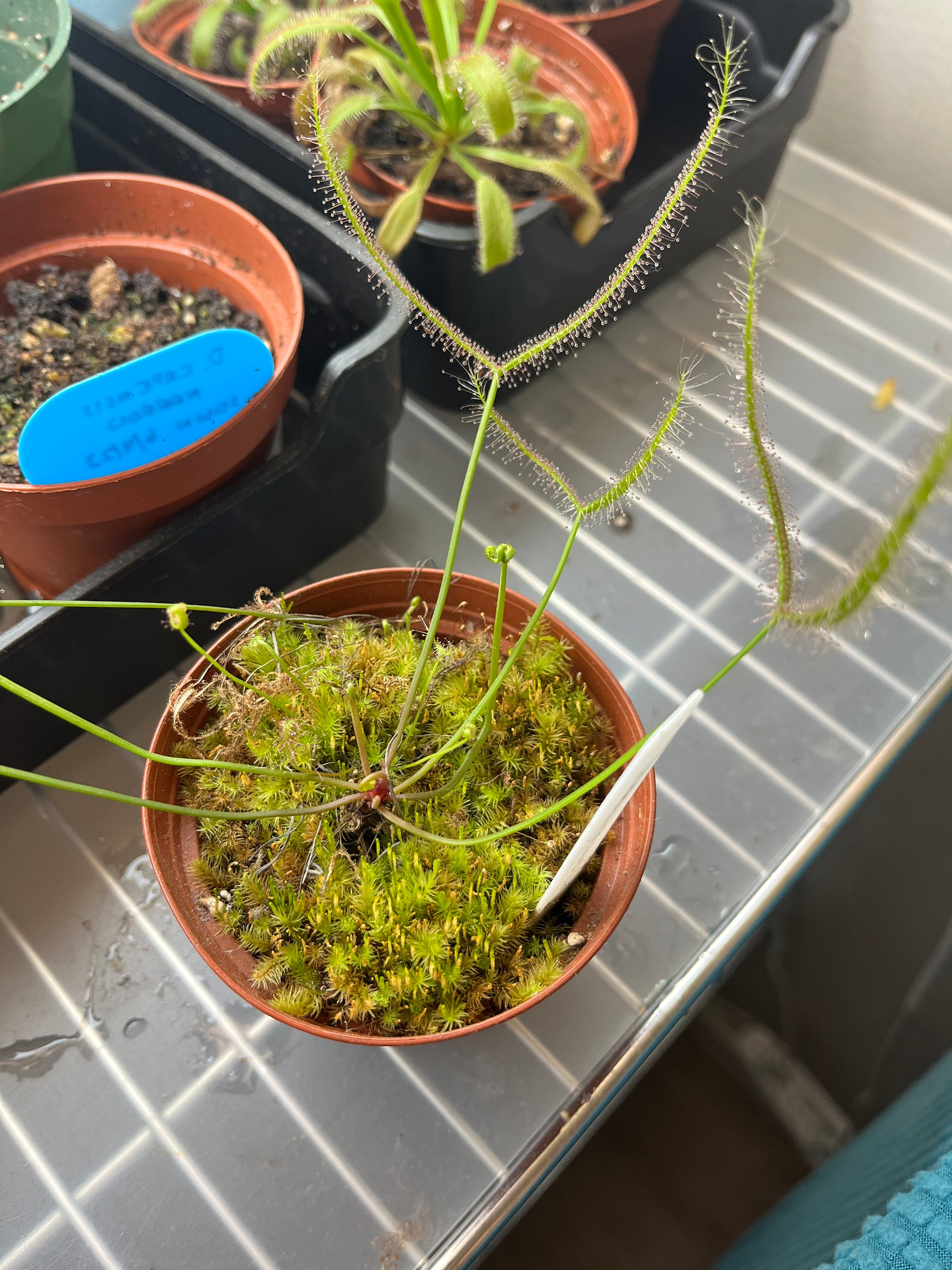 Drosera BINATA Carnivorous Sundew Plant Bare Root - Etsy