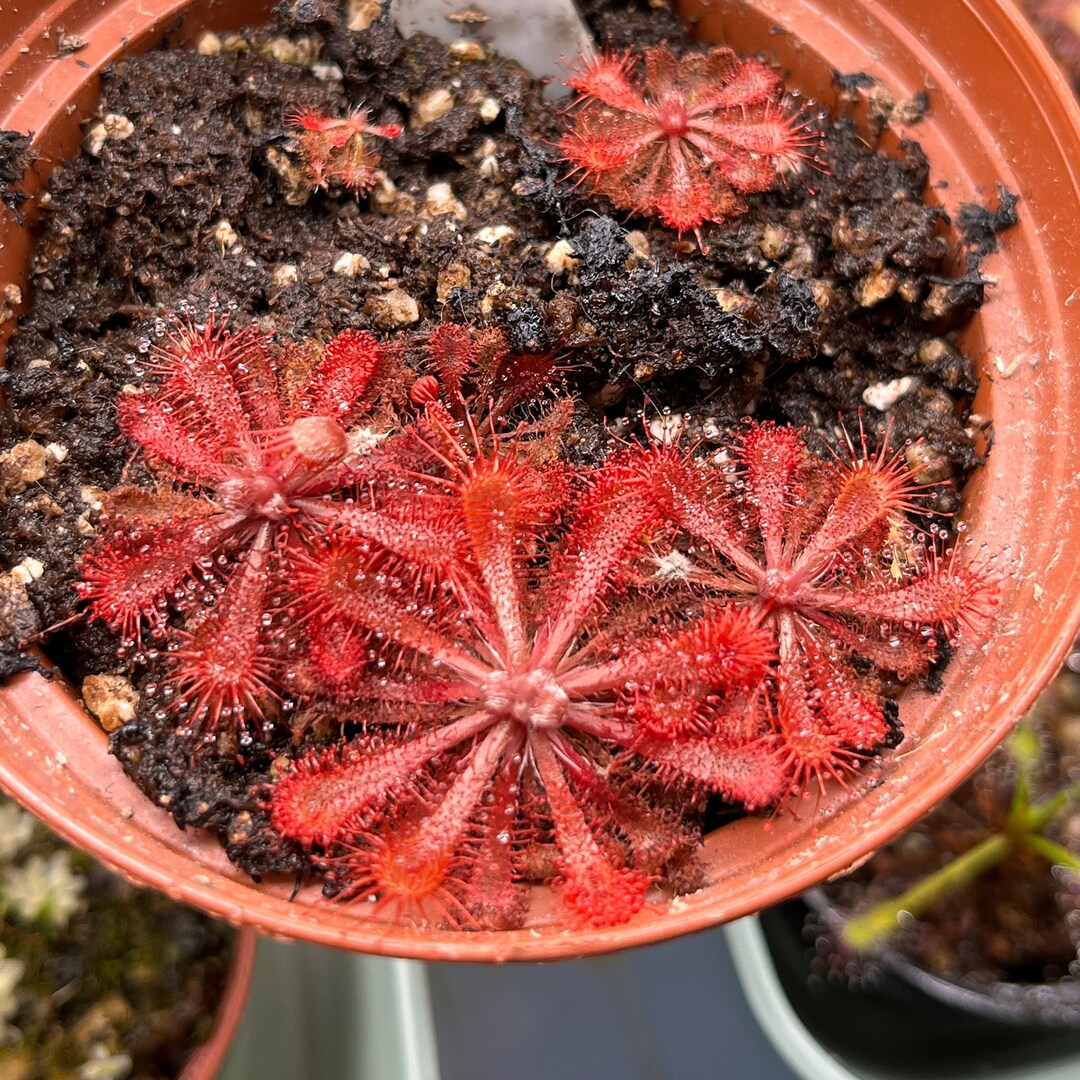 Drosera SPATULATA queensland Live Cape Sundew - Etsy