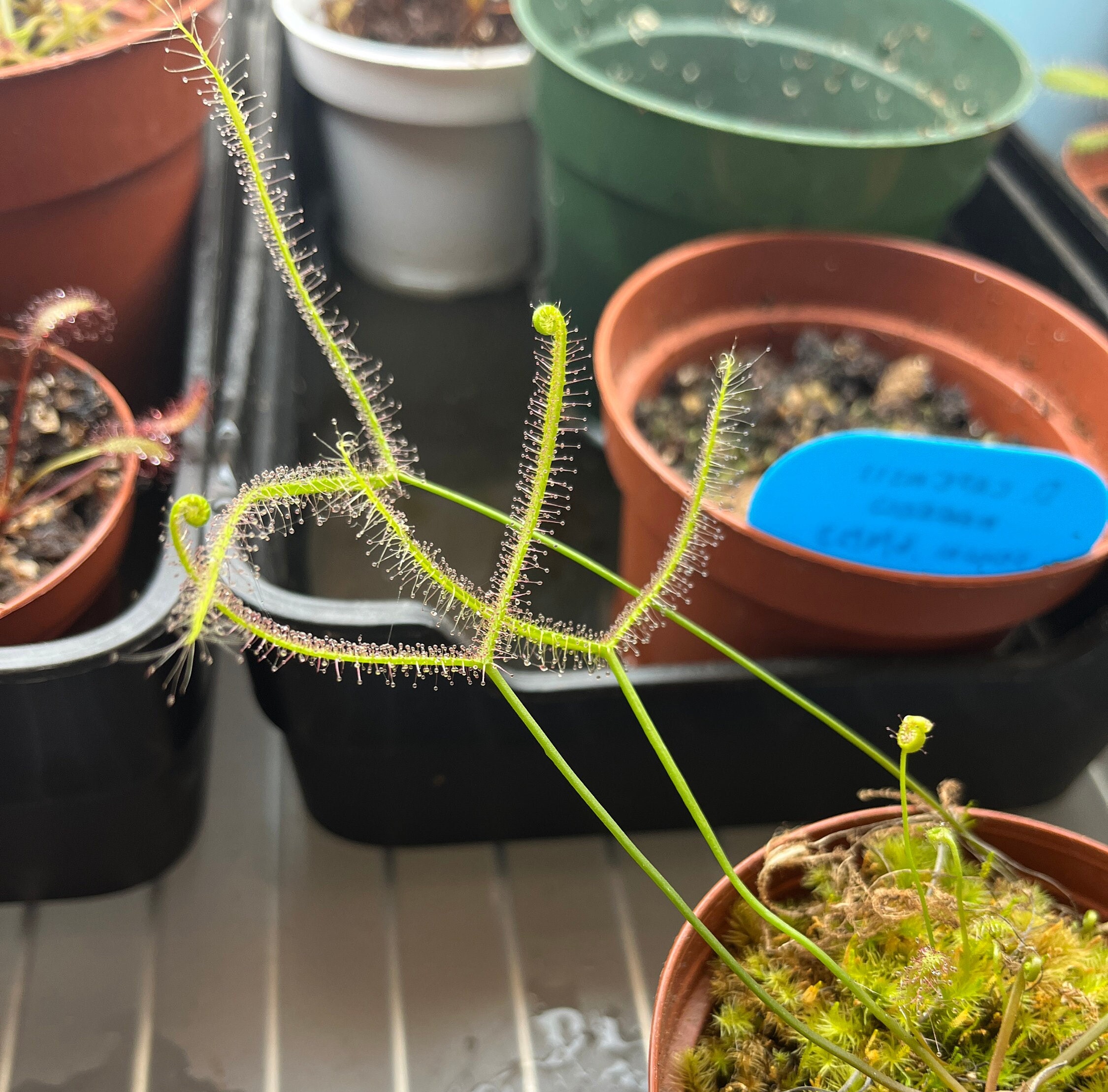 Drosera BINATA Carnivorous Sundew Plant Bare Root - Etsy