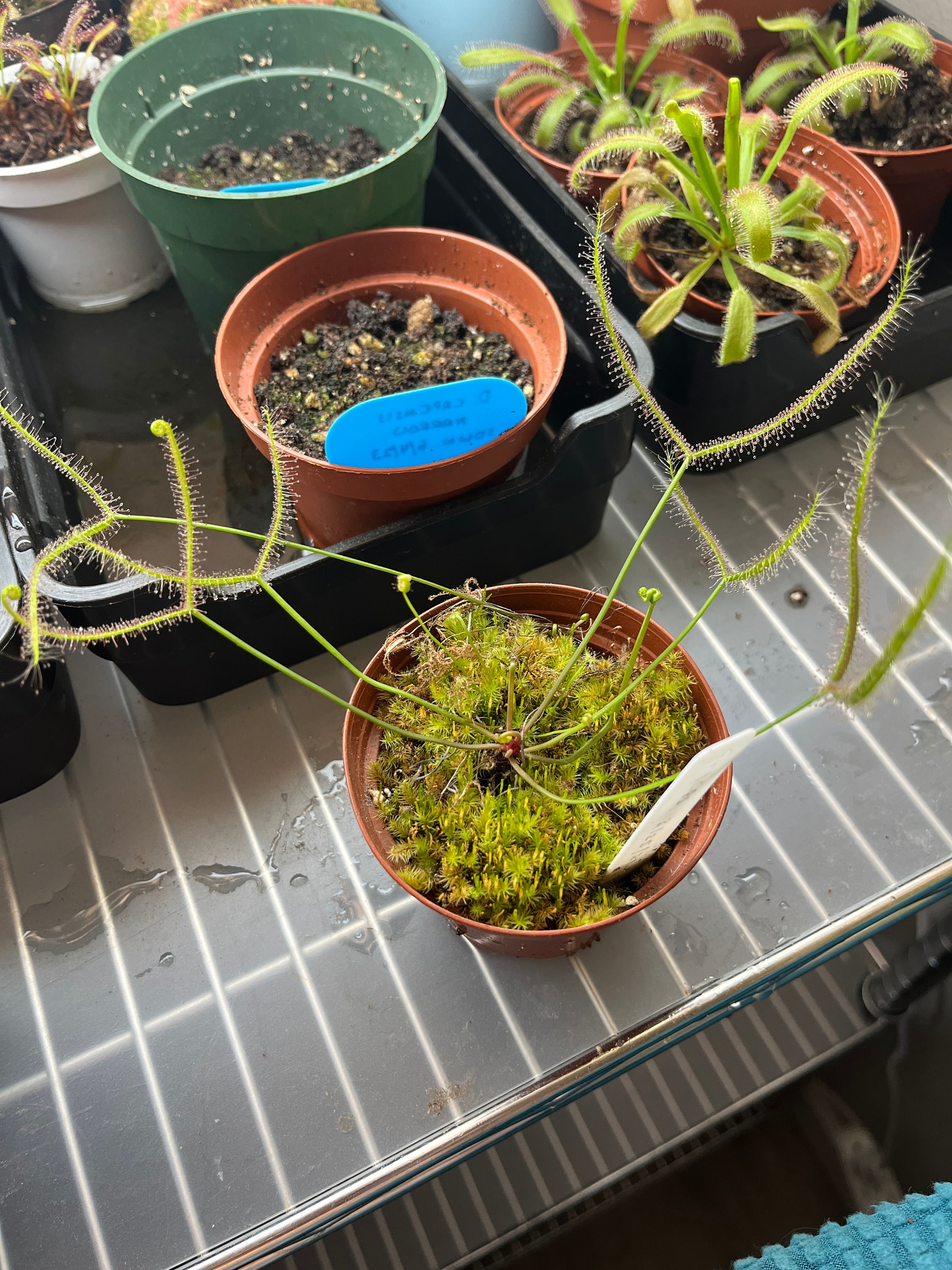 Drosera BINATA Carnivorous Sundew Plant Bare Root - Etsy