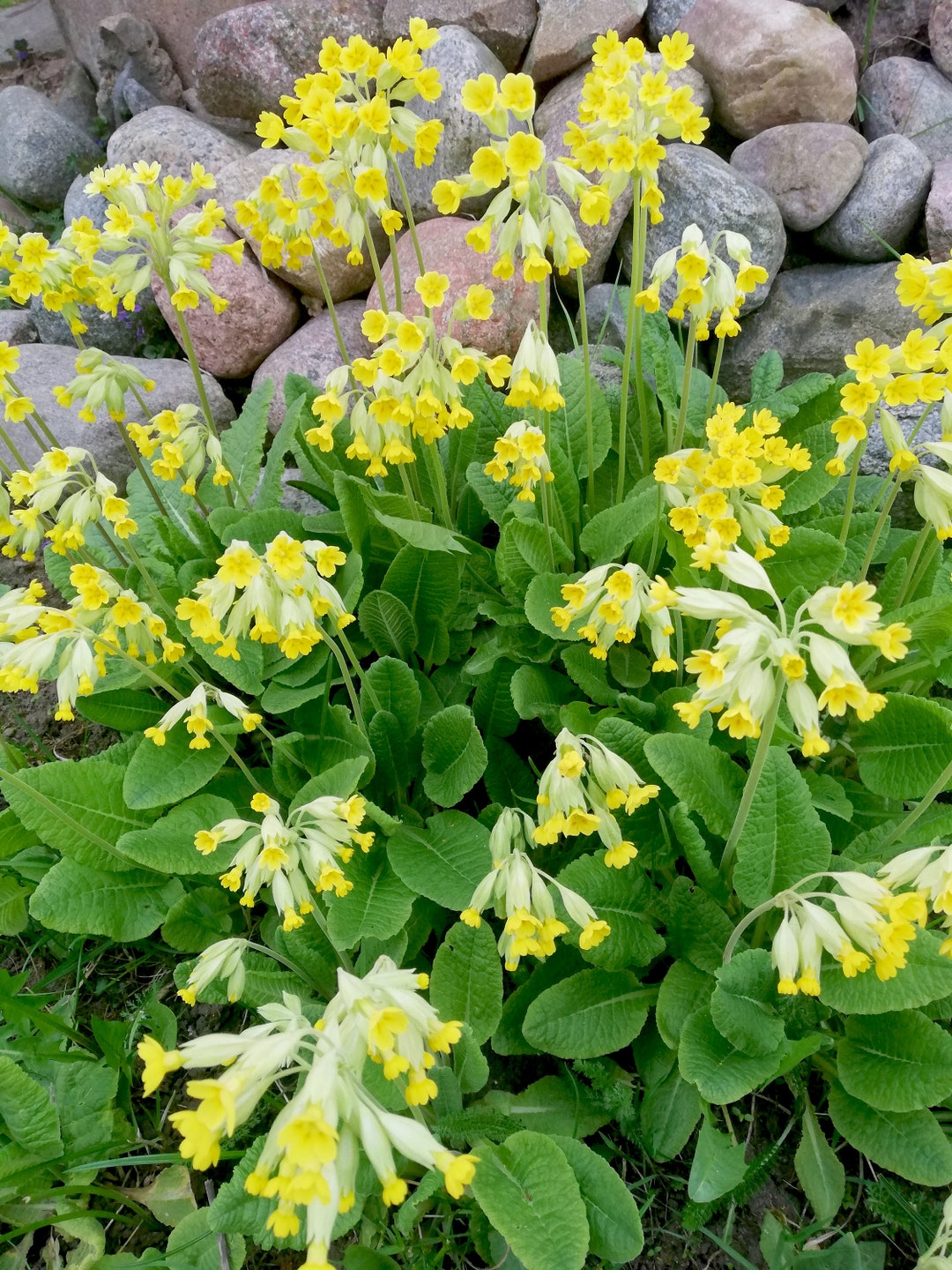 Primula Veris [primula Officinalis (L.) Hill] (the Cowslip, Herb Peter ...