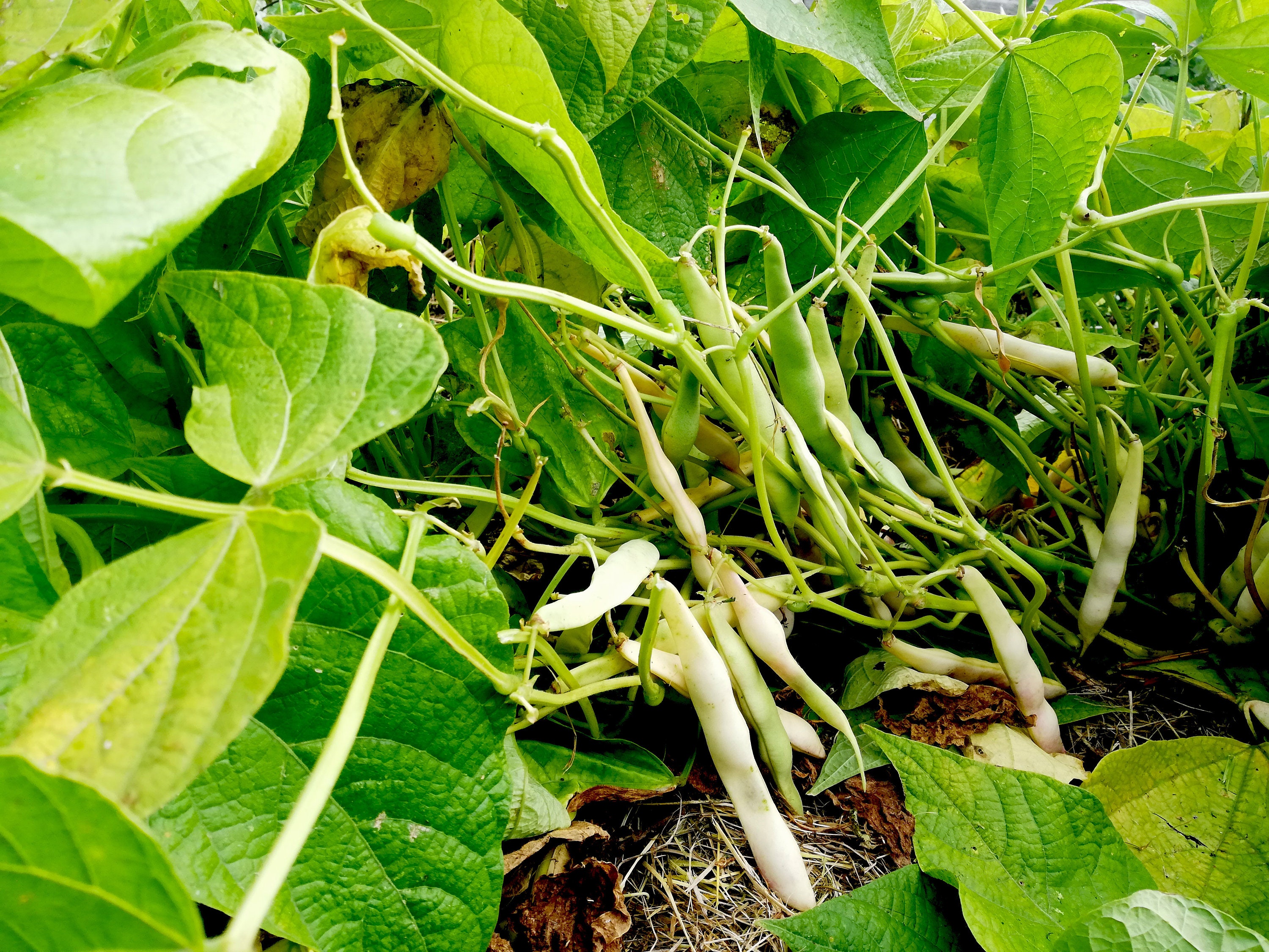 Phaseolus vulgaris haricot nain Canadian Wonder de 40 graines pour la ...