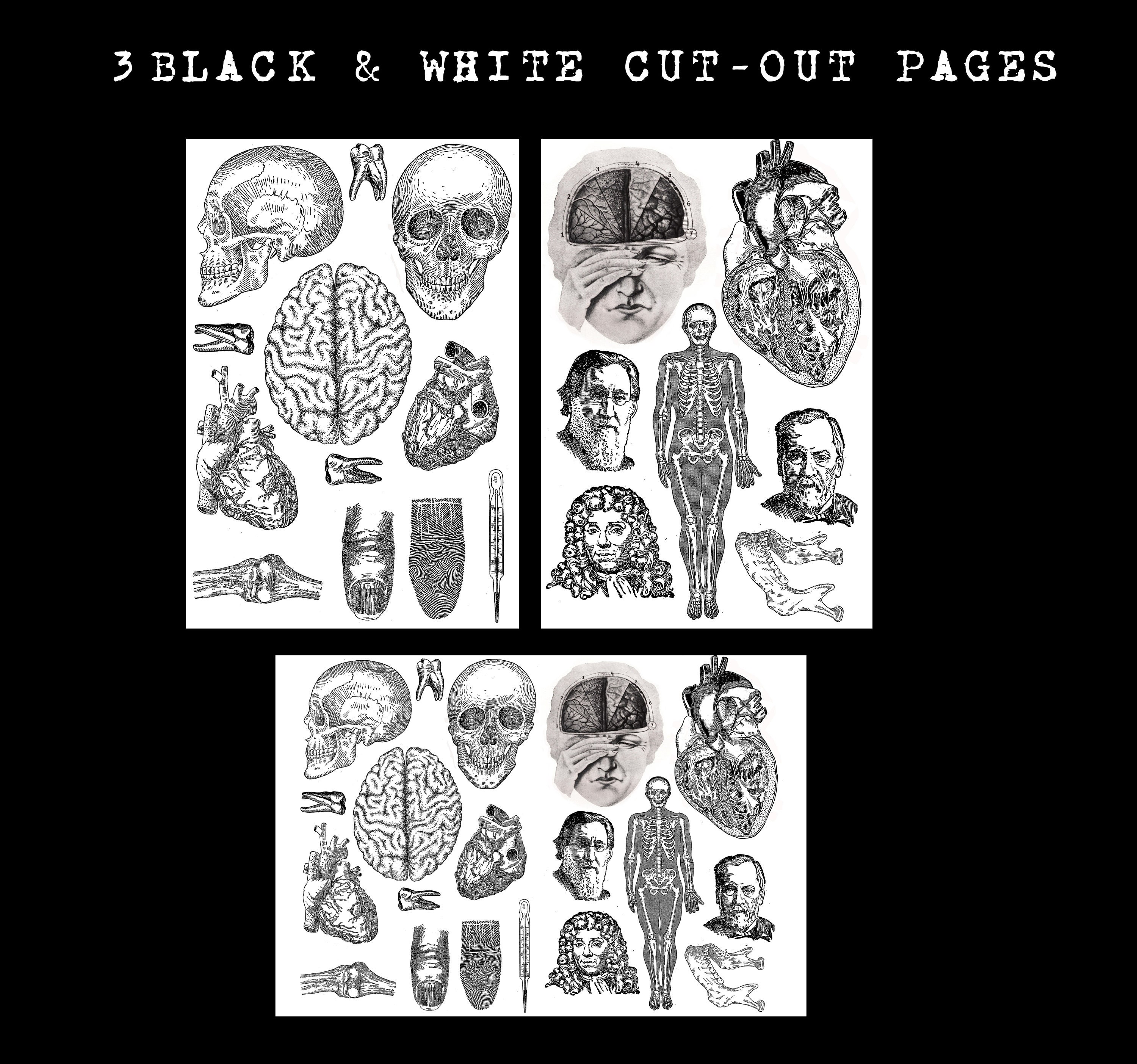 Doctors Journal Anatomy Cards, Digital Images, Skull, Digital Ephemera ...