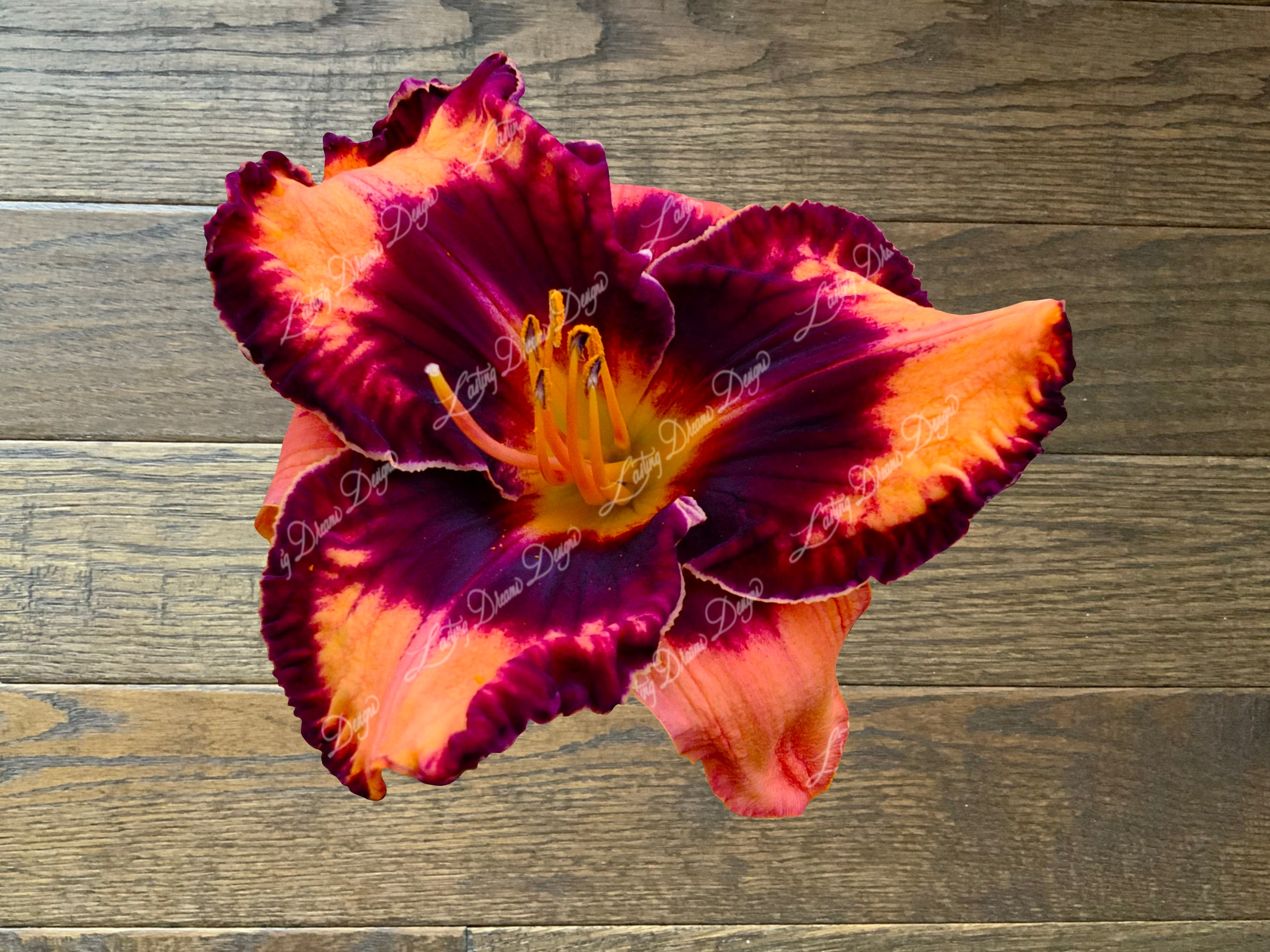 Striking Daylily Image Sticker, Daylily Cultivar Named Gavin Petit ...