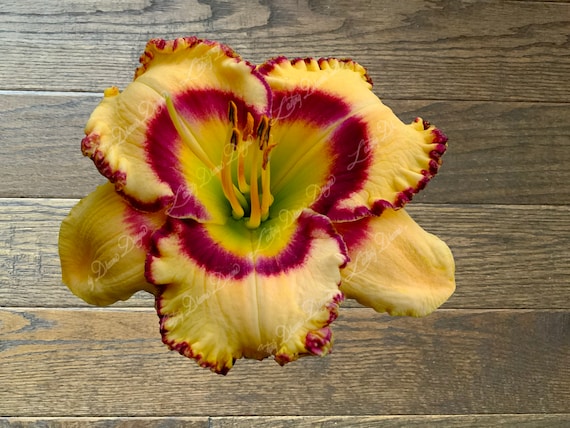 Striking Daylily Image Sticker Daylily Cultivar Named Delight - Etsy