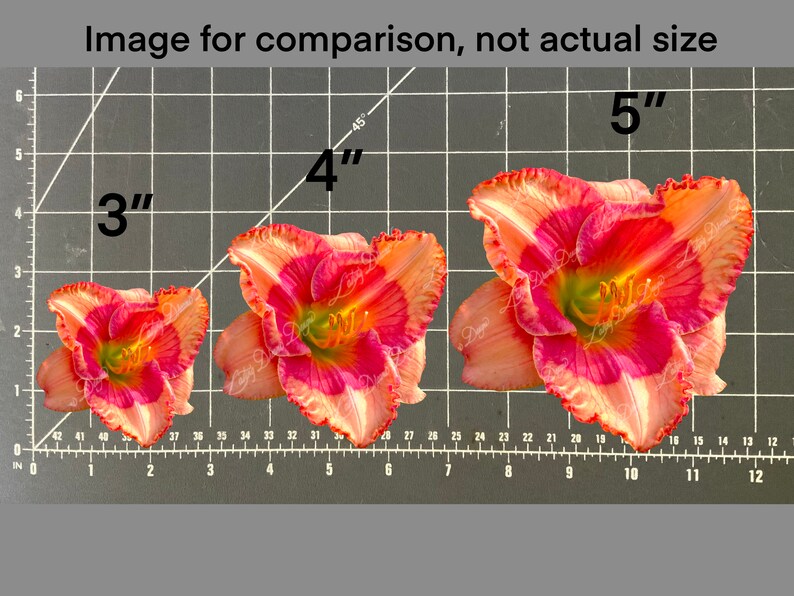 Sweet Pink Daylily Image Sticker Daylily Cultivar Named Head - Etsy