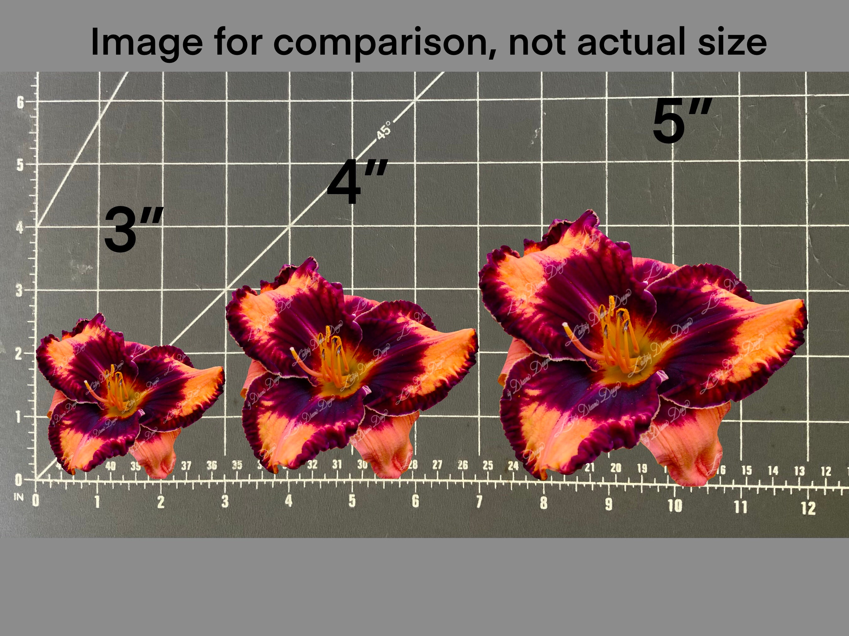 Striking Daylily Image Sticker, Daylily Cultivar Named Gavin Petit ...