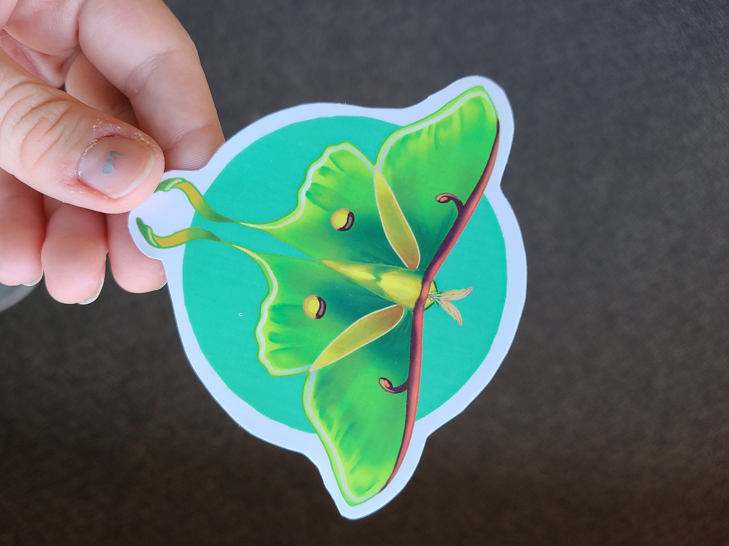 Luna Moth / Vinyl Sticker / Big Sticker / Moth Sticker / - Etsy