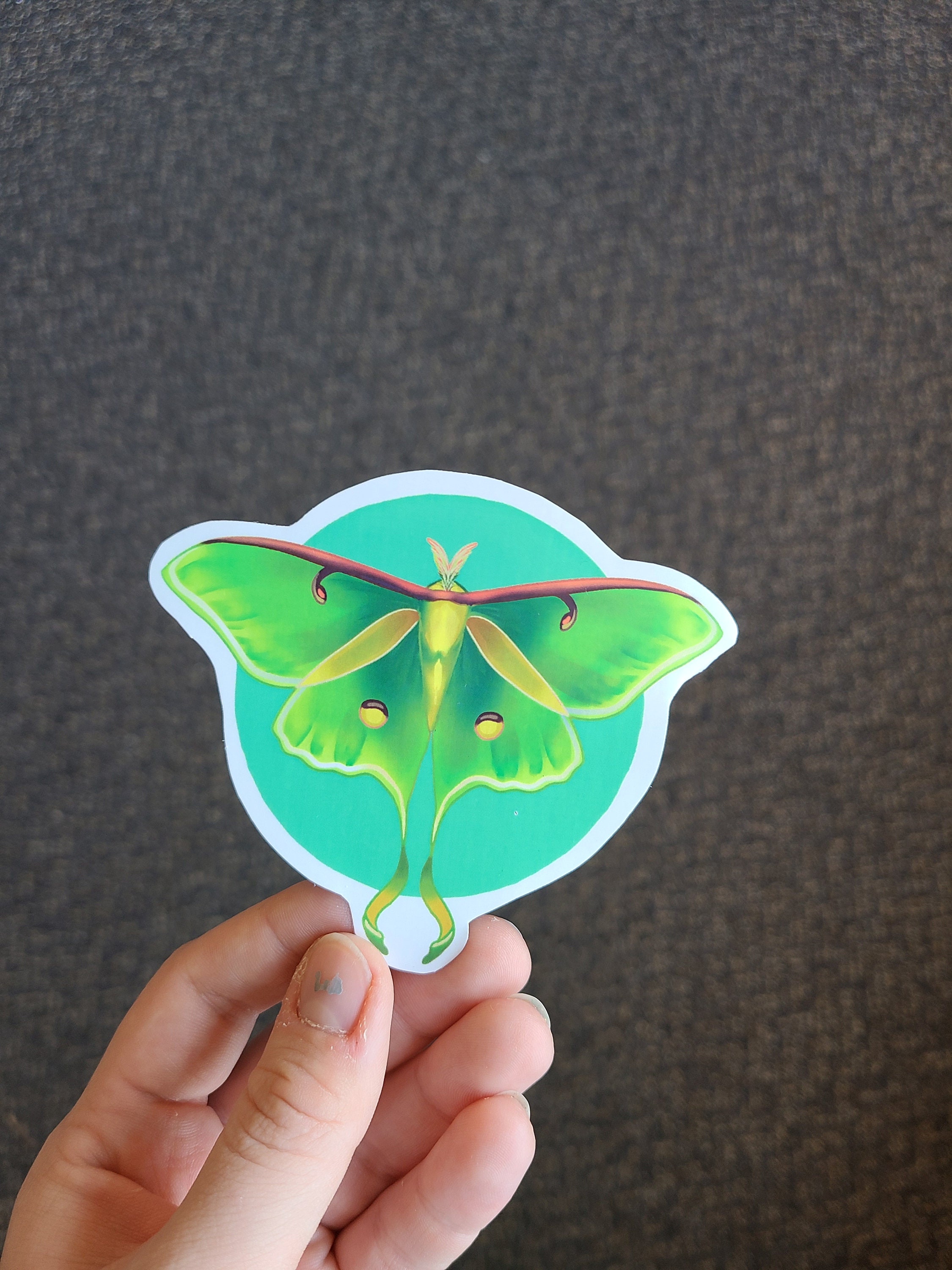 Luna Moth / Vinyl Sticker / Big Sticker / Moth Sticker / - Etsy