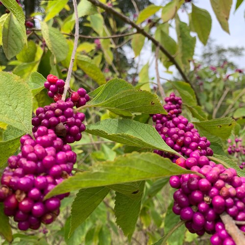 Callicarpa Americana Lactea White American Beautyberry - Etsy