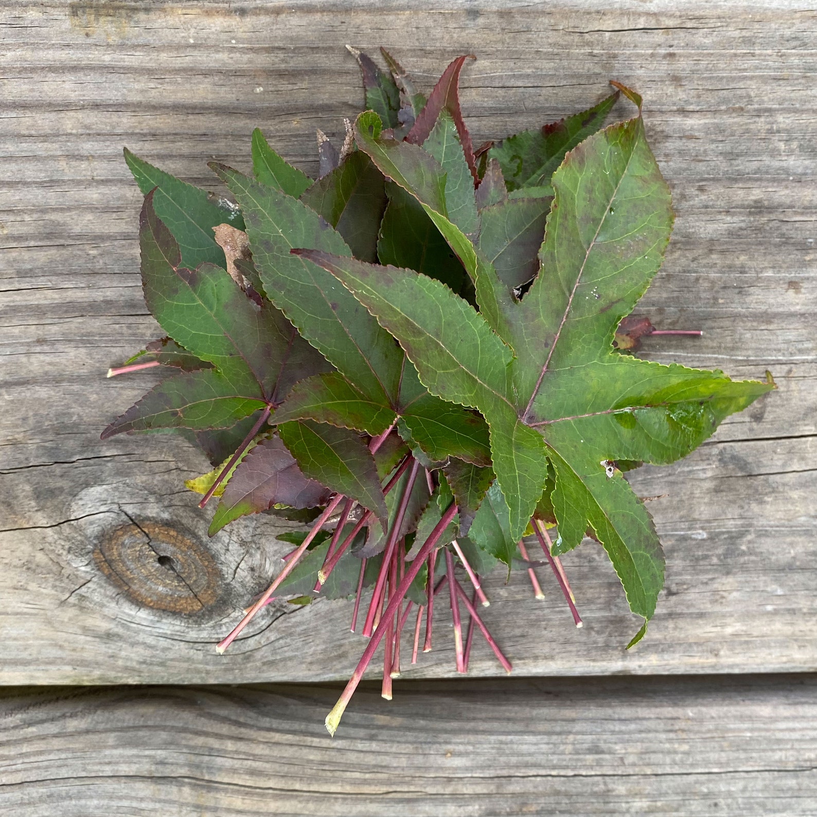 Luna & Moth Food Sweet Gum Leaves Liquidambar Styraciflua - Etsy