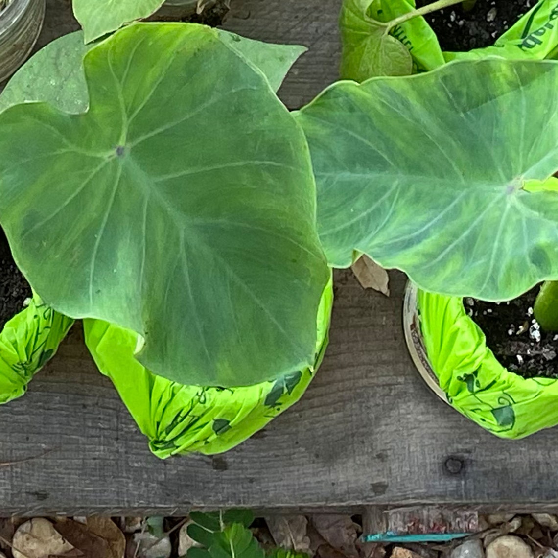 Taro - Live Plant - Elephant Ear - Colocasia Esculenta - Organic ...