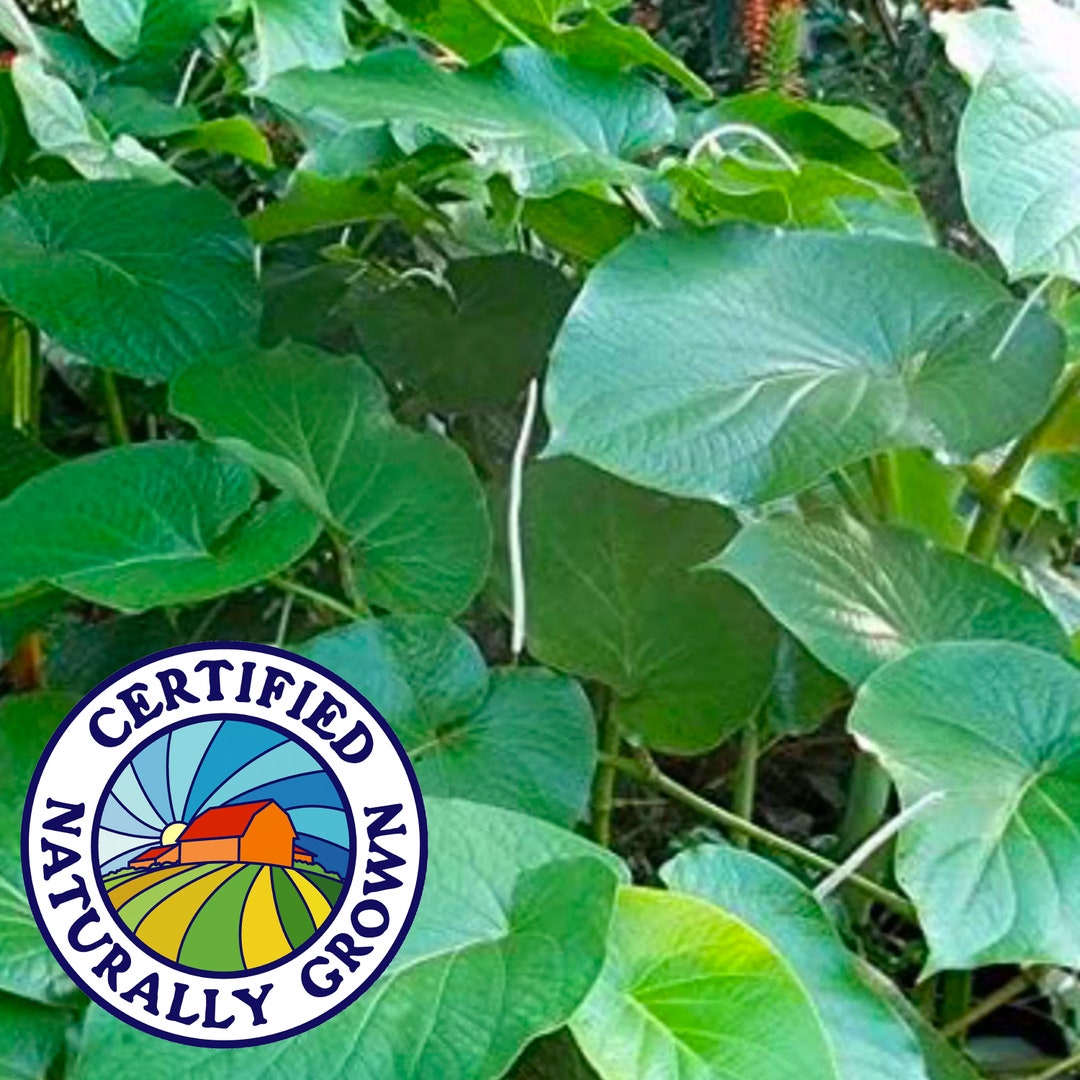 Mexican Pepperleaf Live Plant - Piper Auritum - Hoja Santa - Organic - Etsy