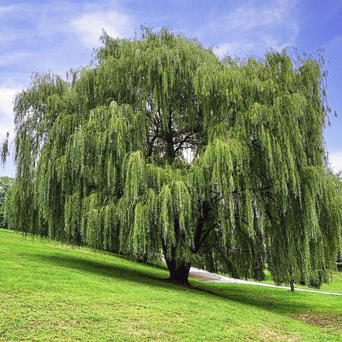 Willow Cuttings Organic Salix Salicylic Acid - Etsy