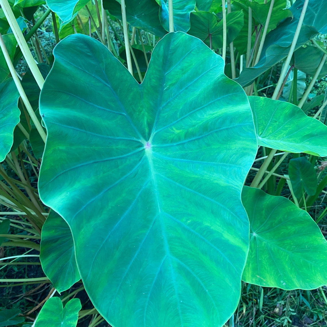 Taro - Live Plant - Elephant Ear - Colocasia Esculenta - Organic ...