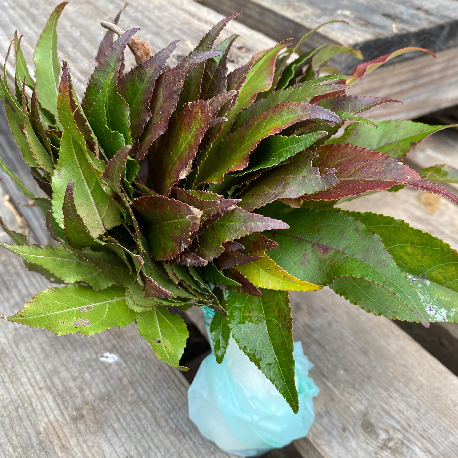 Luna & Moth Food Sweet Gum Leaves Liquidambar Styraciflua - Etsy