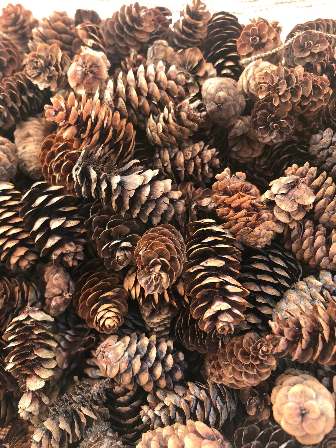 Cônes de pin petits 12 20 pièces pour lartisanat décor | Etsy