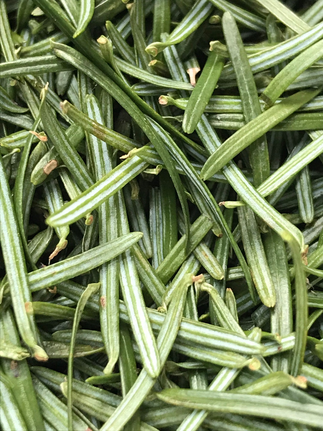 Balsam FIR NEEDLE Tea Pine Needle Tea Healthy and Natural - Etsy