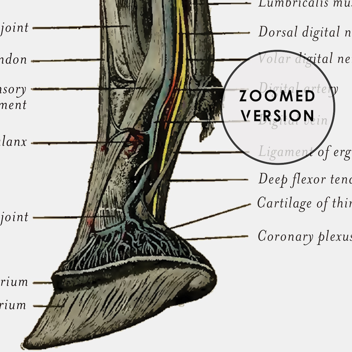 Dissection of Horse Carpus 16x20 Veterinary Anatomy | Etsy