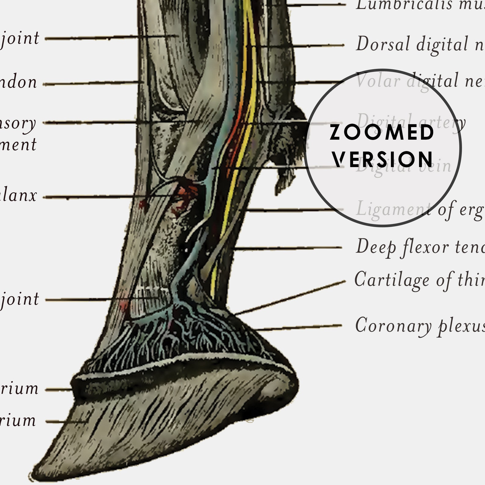 Dissection of Horse Carpus 16x20 Veterinary Anatomy | Etsy