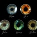 Custom Family Eye Portrait Using Pictures of Your Own Eyes! A Uniquely ...