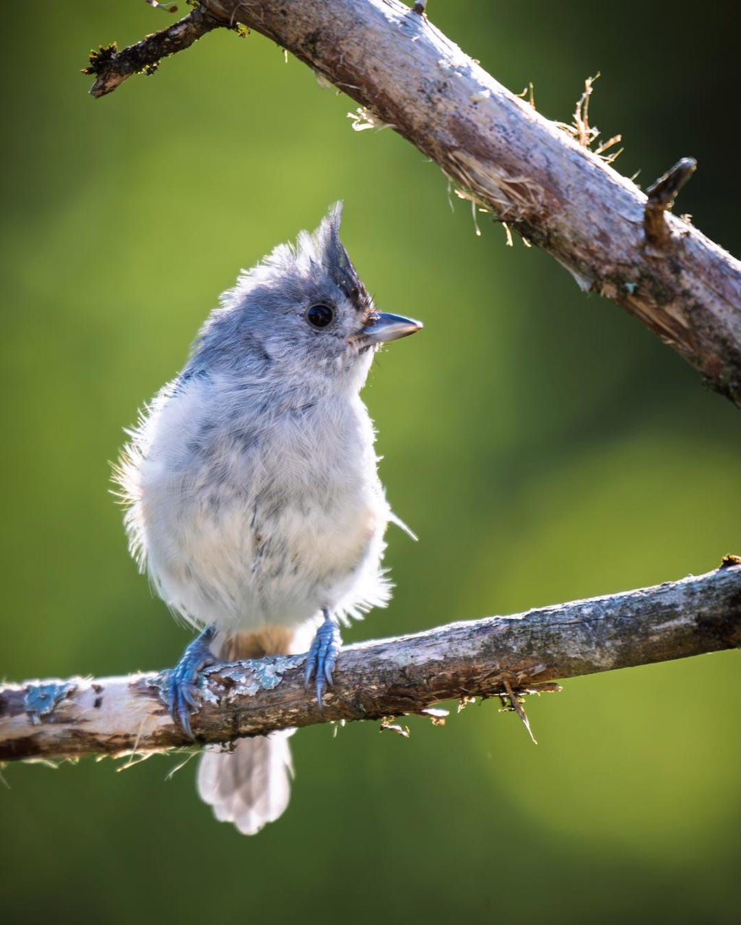 Tufted Titmouse Bird Photo: High Definition Wildlife Wall Art - Etsy
